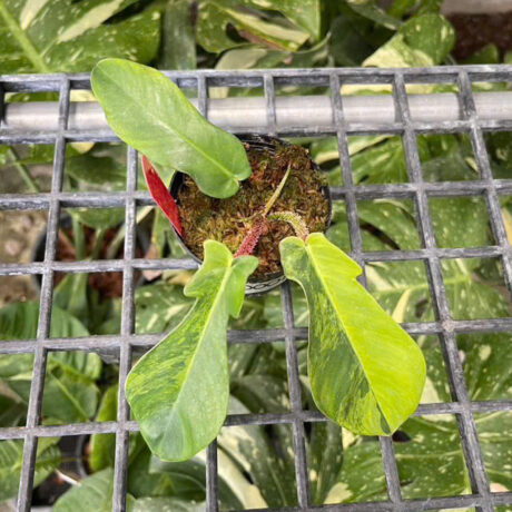 The 5 Most Common Scindapsus Varieties You Might Not Know About