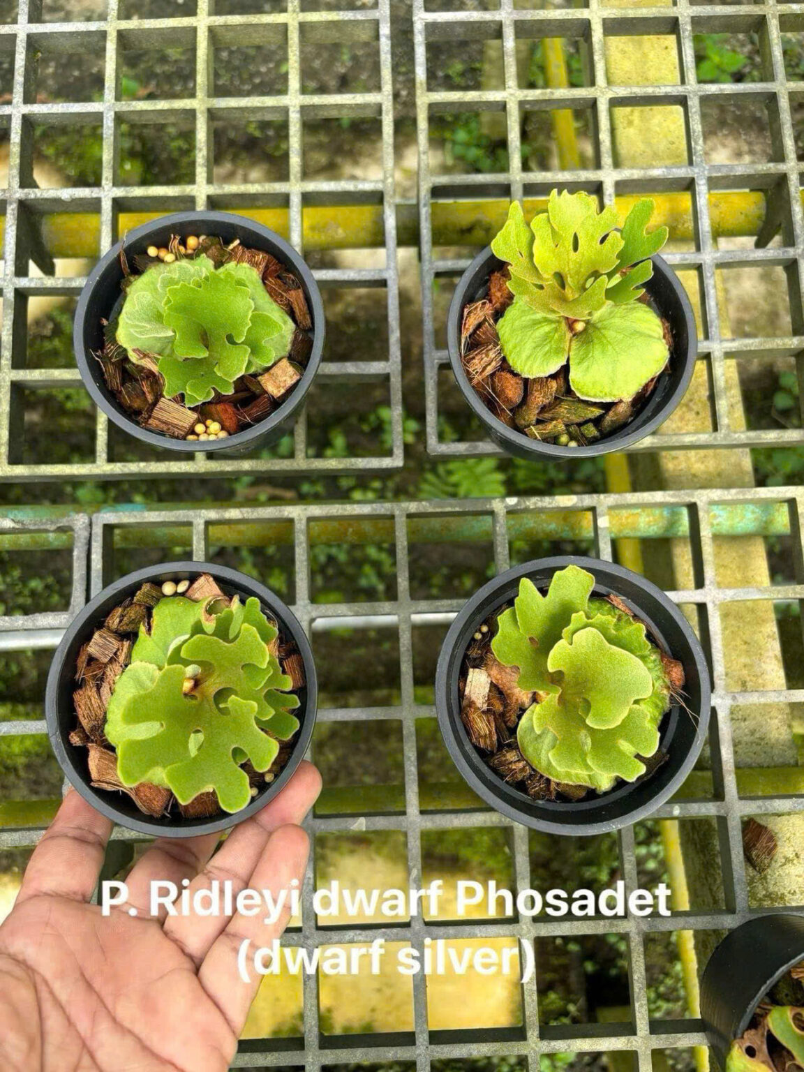 Platycerium Ridleyi Dwarf Silver 'Phosadet' (4" Pot) | Staghorn Fern ...