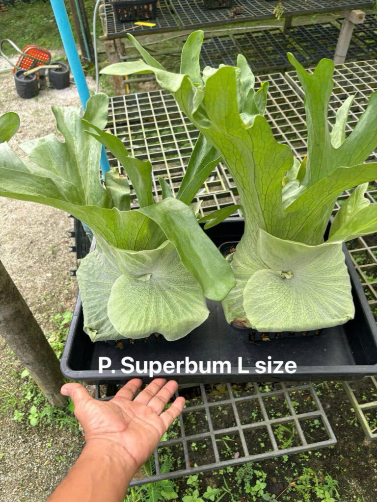 Platycerium Superbum (6" Pot) | Staghorn Fern | Greenboog