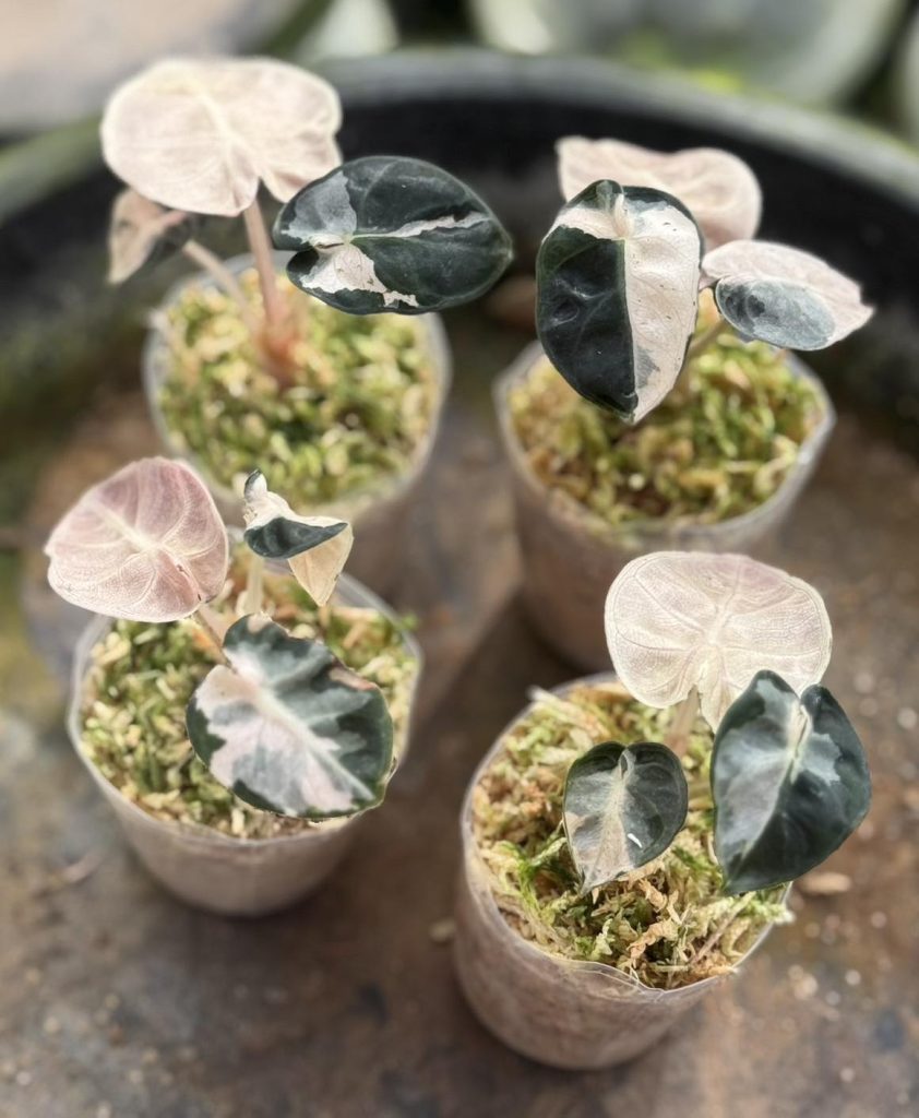 Alocasia Plants: Explore Rare & Exotic Varieties | Greenboog
