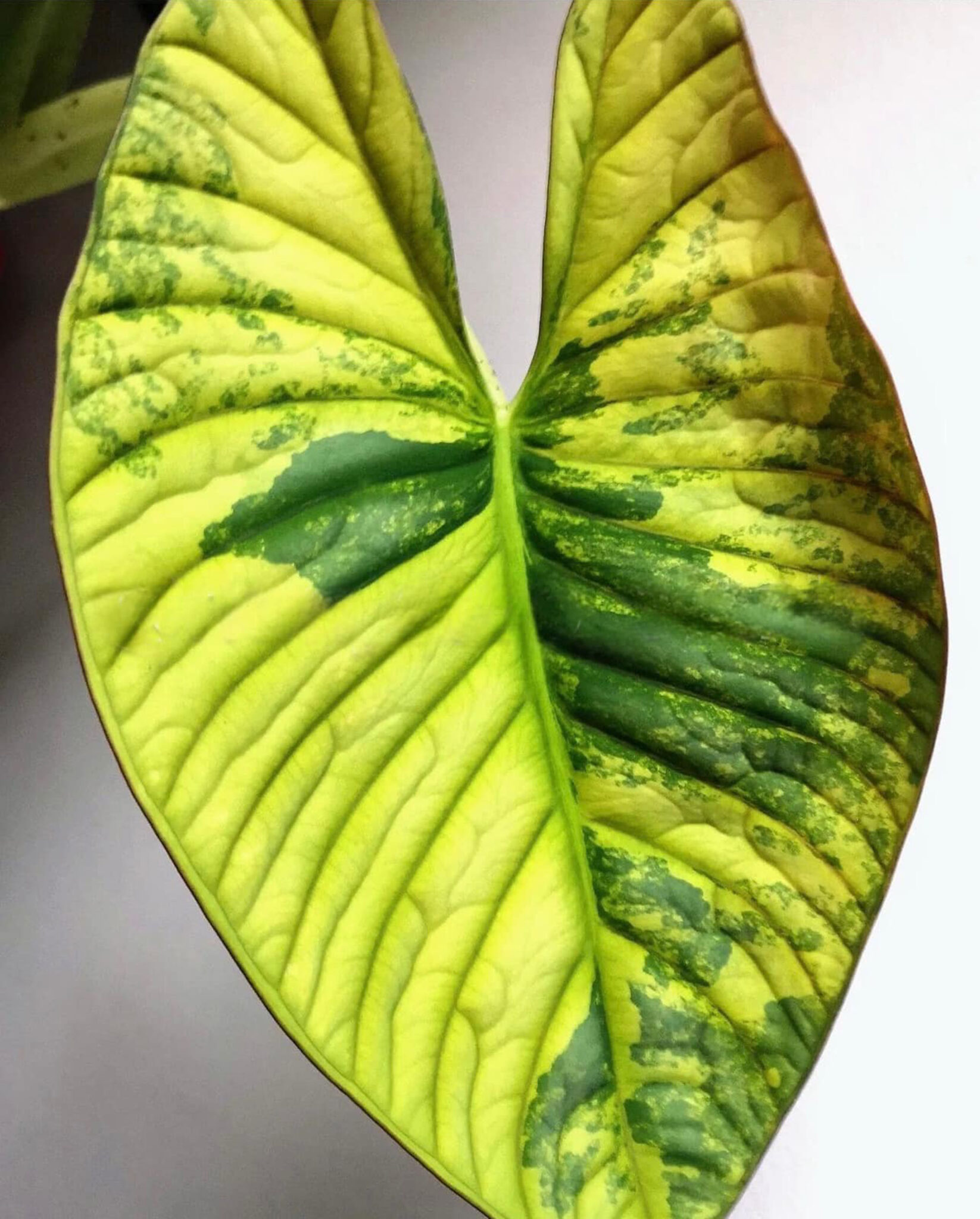 Rare Tissue Culture Alocasia Nebula Aurea Variegated | Greenboog