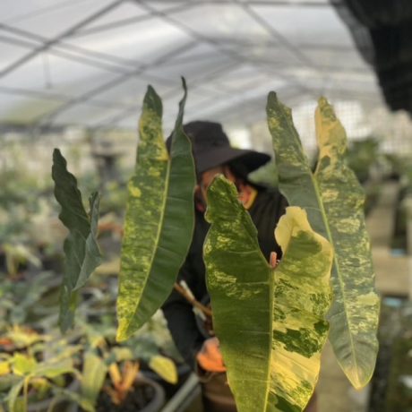 Aroids Plants List Exploring the Fascinating World of Rare Aroids