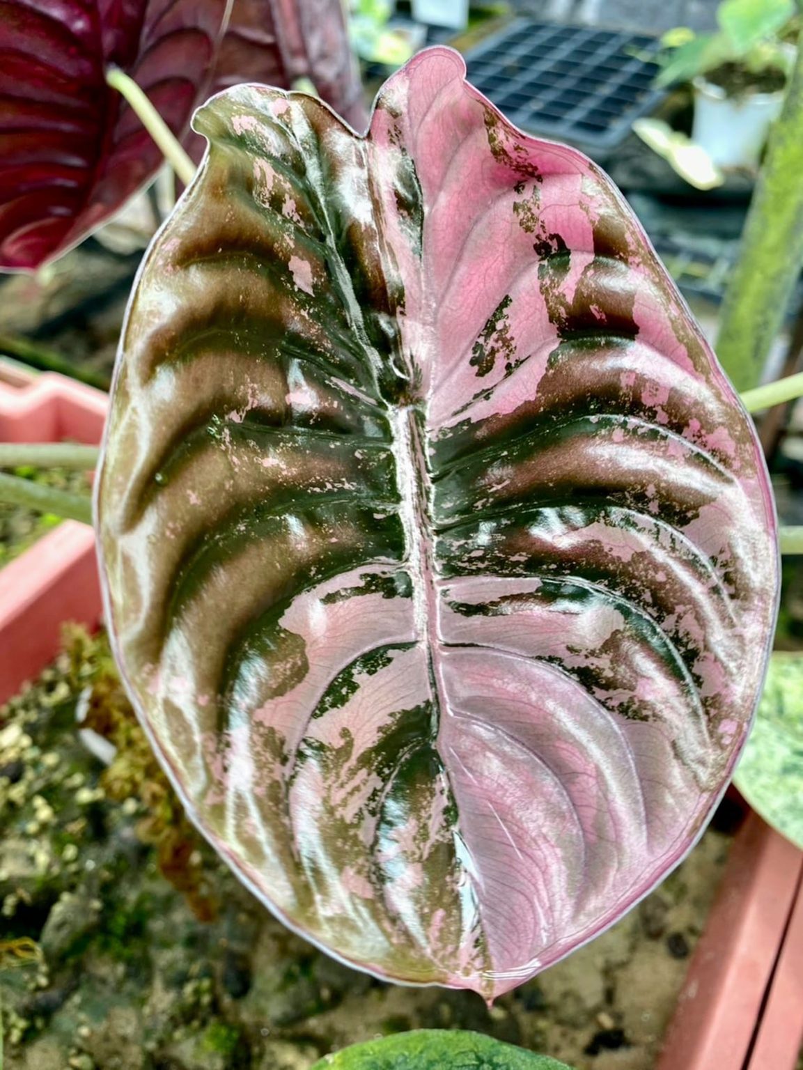 Rare Tissue Culture Alocasia Cuprea Red Secret Pink Variegated | Greenboog