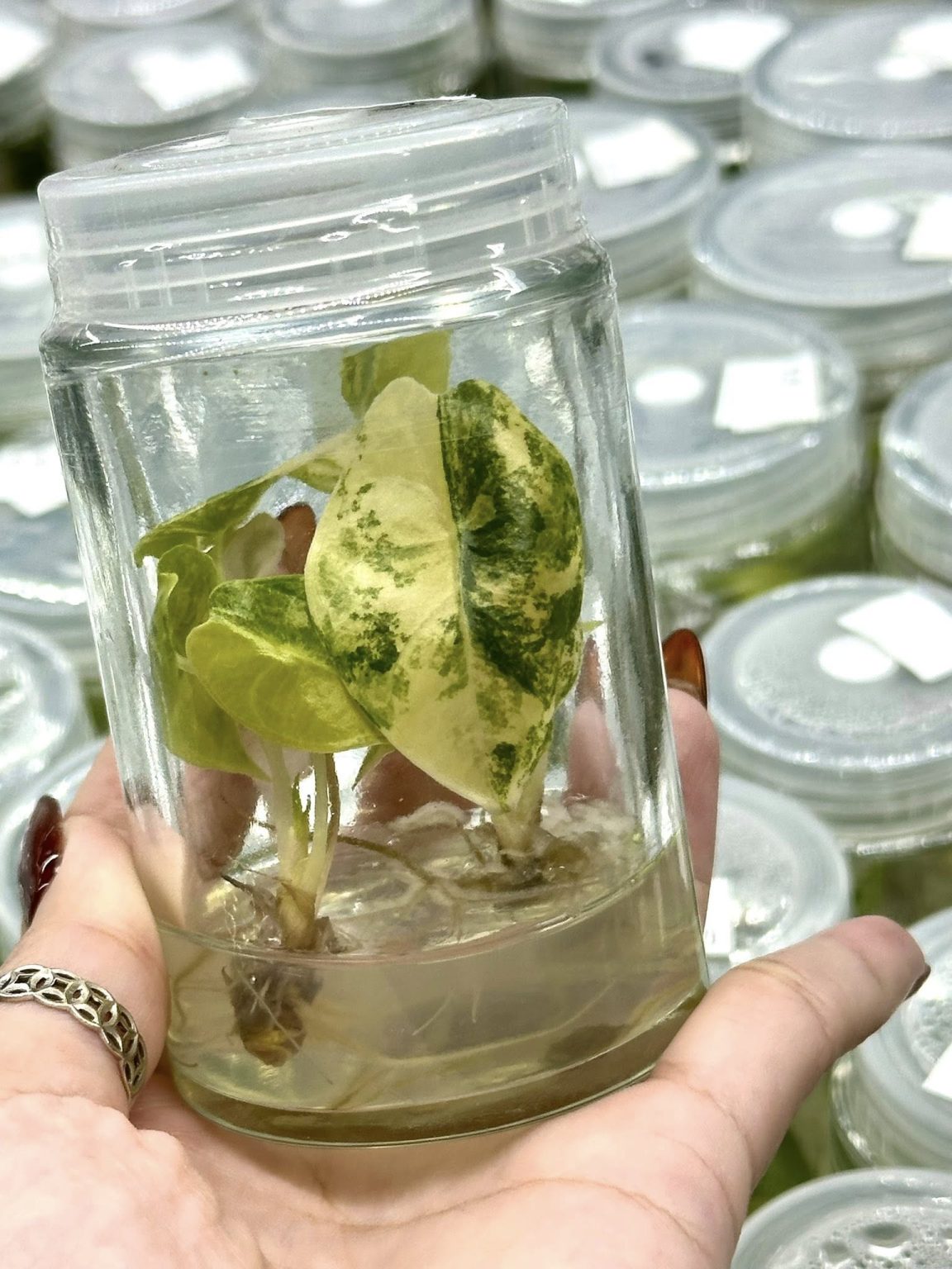 Rare Tissue Culture Alocasia Sedenii Aurea Variegated | Greenboog