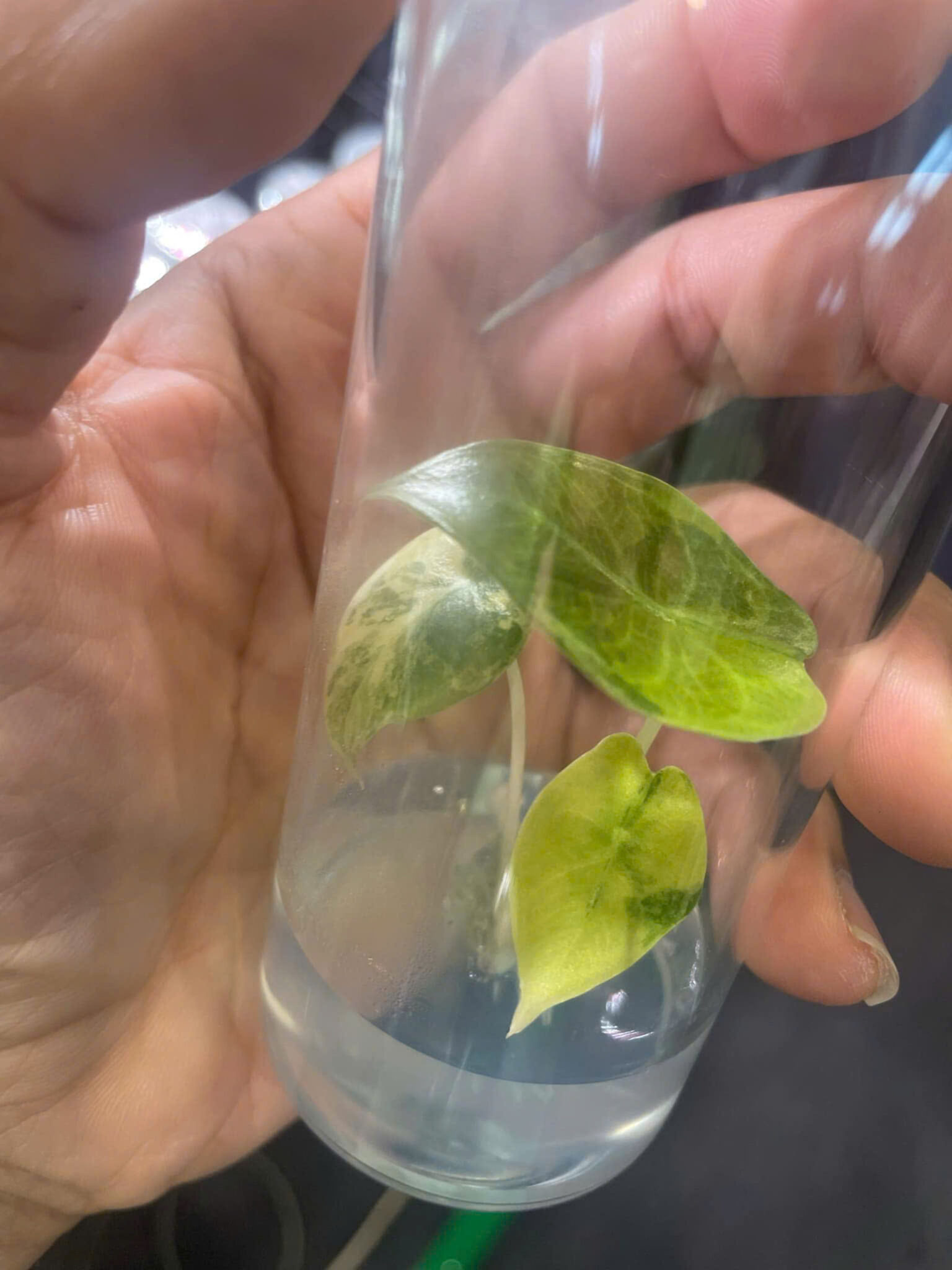 Rare Tissue Culture Alocasia Sedenii Aurea Variegated | Greenboog