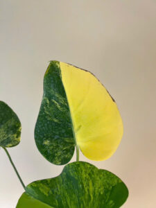 Monstera Deliciosa Pom Pom | Deli Lemon Pom Pom 6" pot | Greenboog