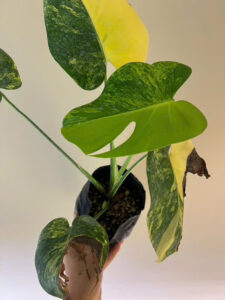 Monstera Deliciosa Pom Pom | Deli Lemon Pom Pom 6" pot | Greenboog