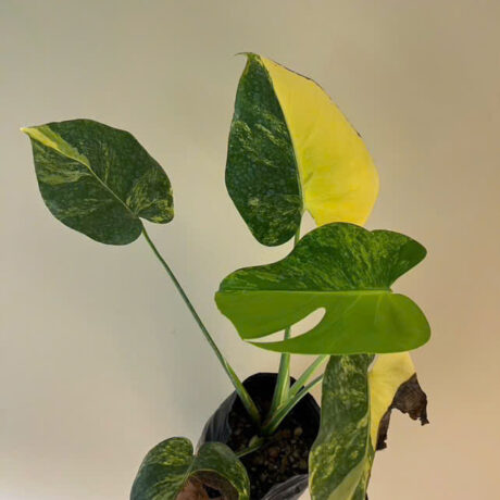 5 Secrets of the Rare Monstera Obliqua Peru: Elevate Your Plant Game