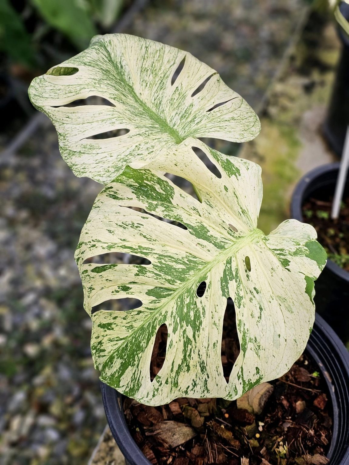 Tissue culture Monstera White Monster 1 plant (Kunzo Lineage) 1 plant ...