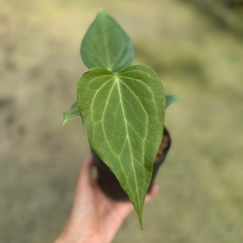 Anthurium delta force 4" Pot Rare | Greenboog