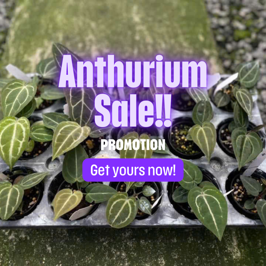 Rare Anthurium Renaissance Variegated: A Collector's Gem