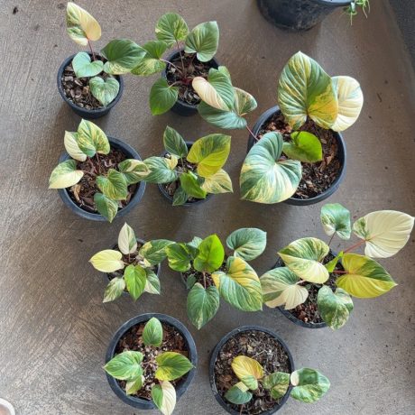 How to Grow Homalomena Rubescens Red Stem in 5 Easy Steps