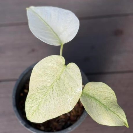 Best Plants for Zone 9b A Guide to Growing Tropical Plants