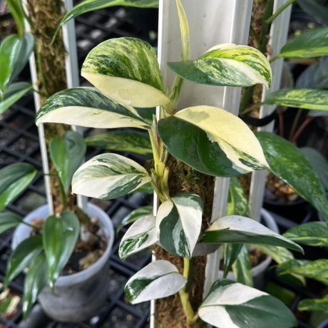 Monstera Mint Variegated: The Ultimate Care and Propagation Guide