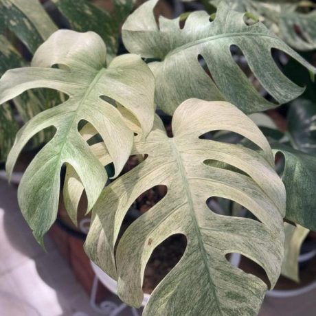 Discover the Fascinating World of Rhaphidophora Varieties