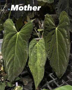 Anthurium Papillilaminum Fort sherman 5" Pot Rare Anthurium