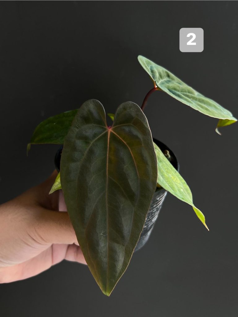 Anthurium RVDP x Pap Ralph Lynam (RL) 5" Pot Rare Anthurium