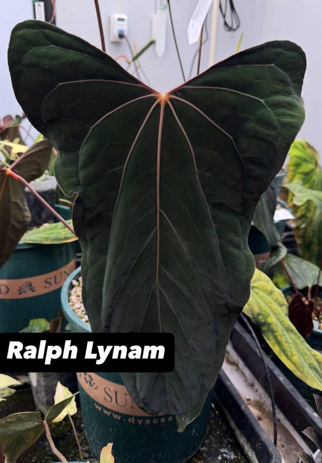 Anthurium RVDP x Pap Ralph Lynam (RL) 5" Pot Rare Anthurium