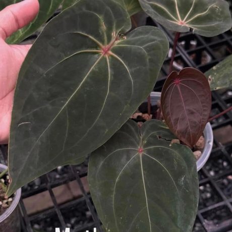 Grow Anthurium Warocqueanum Queen: A Gardener's Pride!