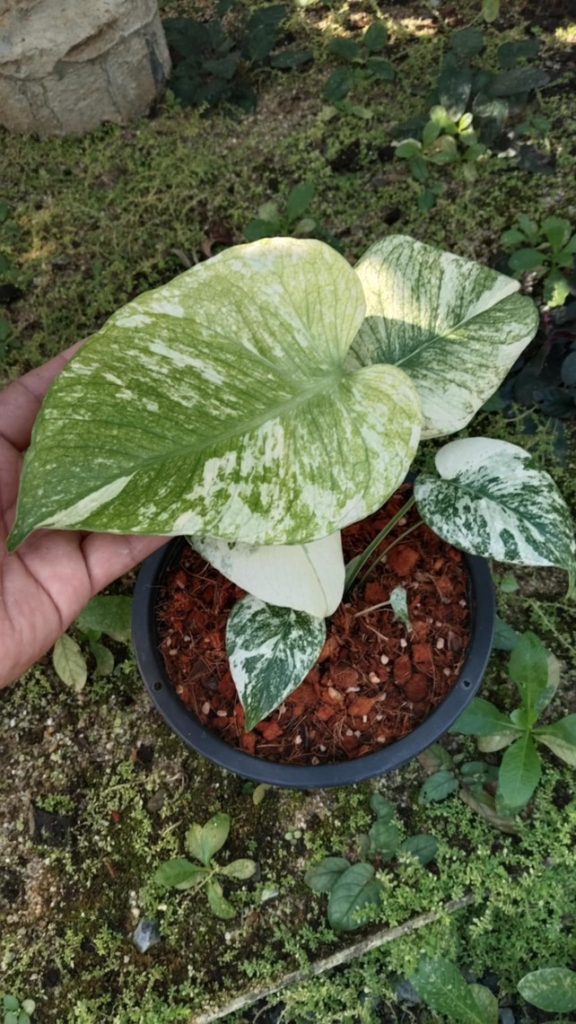 Monstera Silver Star / Monstera Deliciosa Silver Star| Rare Monstera