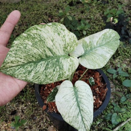 Discover the Monstera Mint Variegata: A Plant Lover's Gem