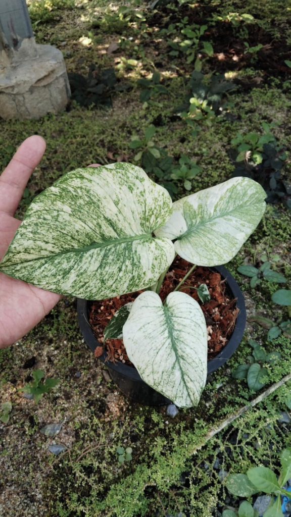 Monstera Silver Star / Monstera Deliciosa Silver Star| Rare Monstera