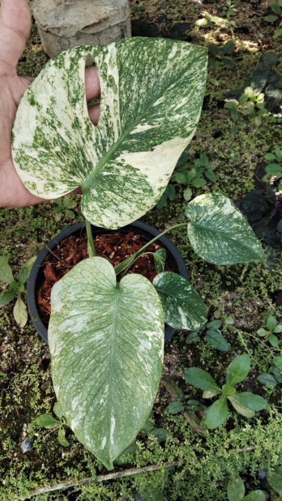 Monstera Silver Star / Monstera Deliciosa Silver Star| Rare Monstera
