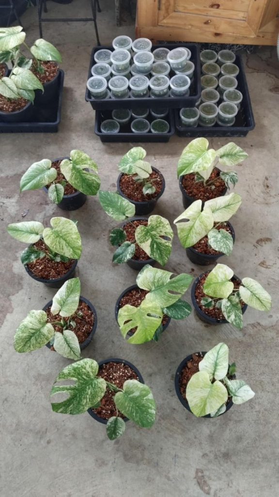 Monstera Silver Star / Monstera Deliciosa Silver Star| Rare Monstera