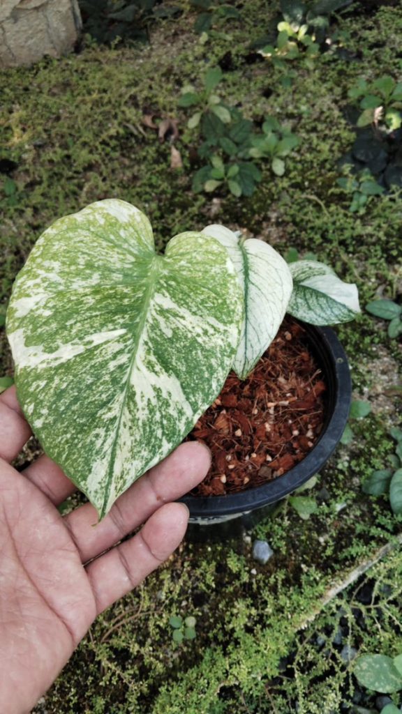 Monstera Silver Star / Monstera Deliciosa Silver Star| Rare Monstera