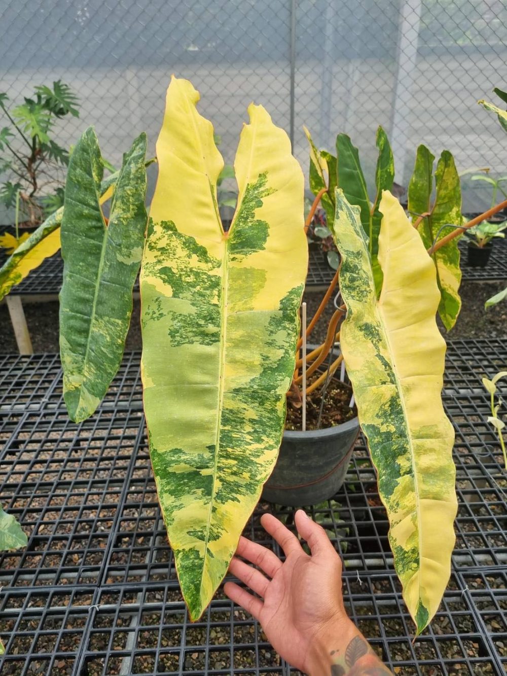 Philodendron Billietiae Variegated (Jumbo Size) | Rare Aroid | Greenboog