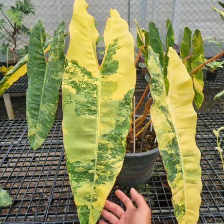 Aroids Plants List Exploring the Fascinating World of Rare Aroids