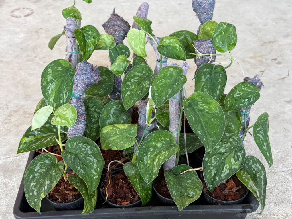 Scindapsus Baticon Long size (4-6 Leaves) | 4" Pot | Greenboog