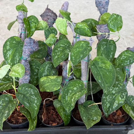 The 5 Most Common Scindapsus Varieties You Might Not Know About