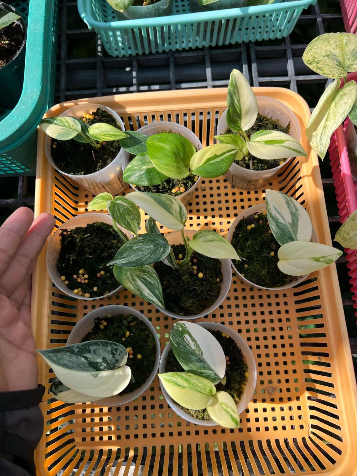 Scindapsus Blue Albo Variegated (3-4 Leaves) | 4" Pot | Greenboog