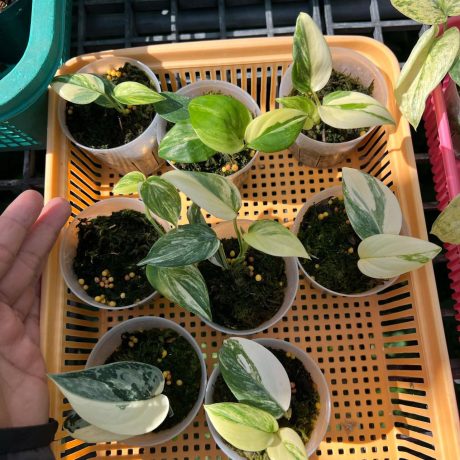 Monstera Mint Variegated: The Ultimate Care and Propagation Guide