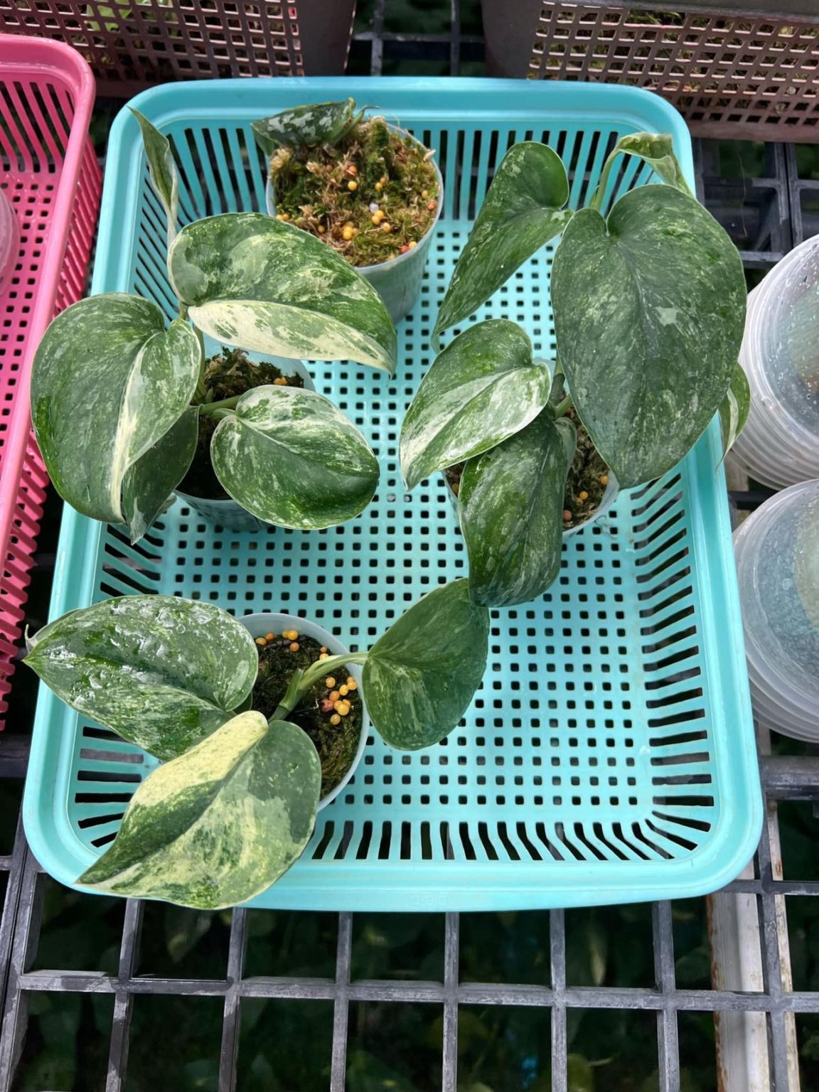 Scindapsus Dark Splash Variegated (3-4 Leaves) | 4" Pot | Greenboog