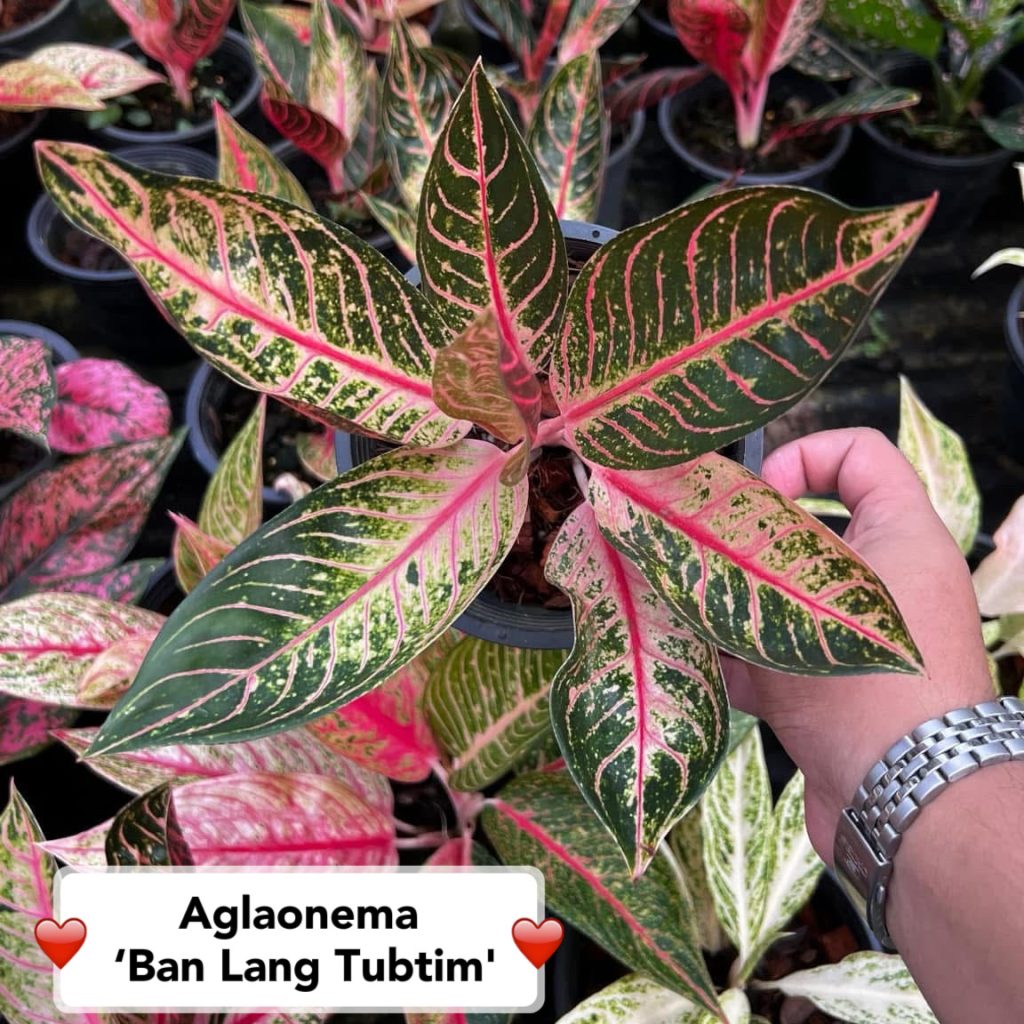 Aglaonema 'Ban Lang Tabtim' (5" Pot) | Vibrant Houseplant | Greenboog