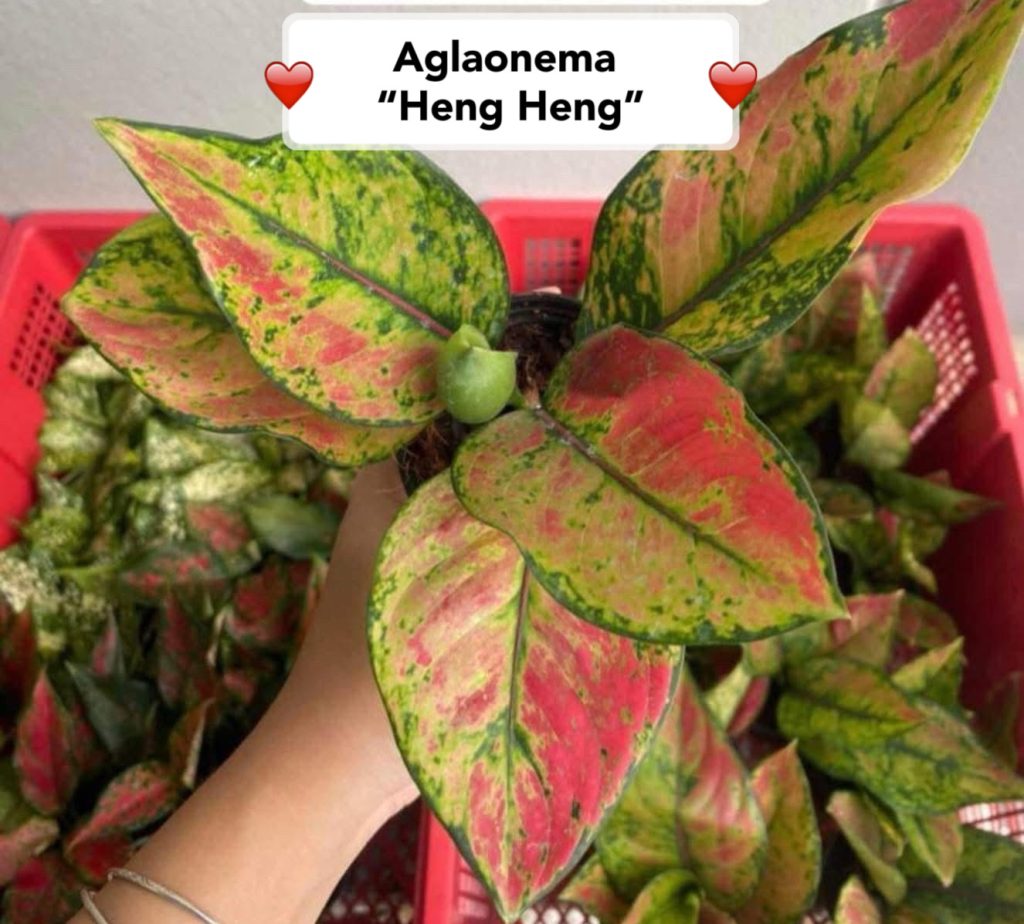 Aglaonema 'Heng Heng' (5" Pot) | Vibrant Houseplant | Greenboog