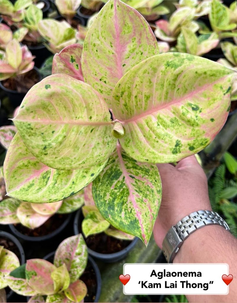 Bulk Tissue Culture Aglaonema Kamlaithong | 10 Plants | Greenboog