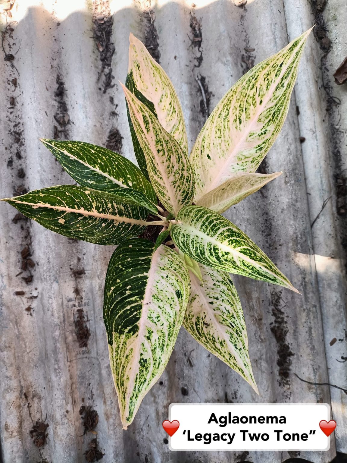 Aglaonema Legacy 'Two tone' (5" Pot) | Vibrant Houseplant | Greenboog