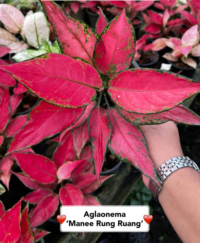 Aglaonema 'Manee Rung Ruang' (5" Pot) | Vibrant Houseplant | Greenboog