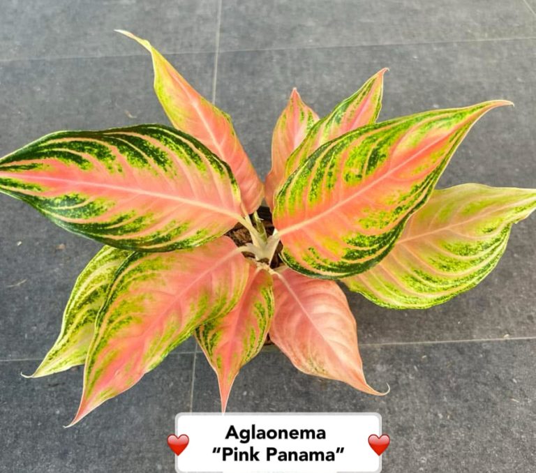 Aglaonema Pink Panama (5" Pot) | Vibrant Houseplant | Greenboog
