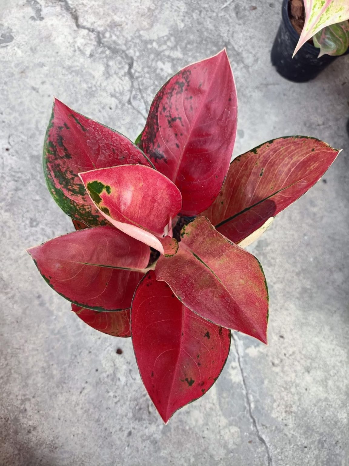 Aglaonema 'Red Cochin' (Hybrid) (5" Pot) | Silver Houseplant | Greenboog