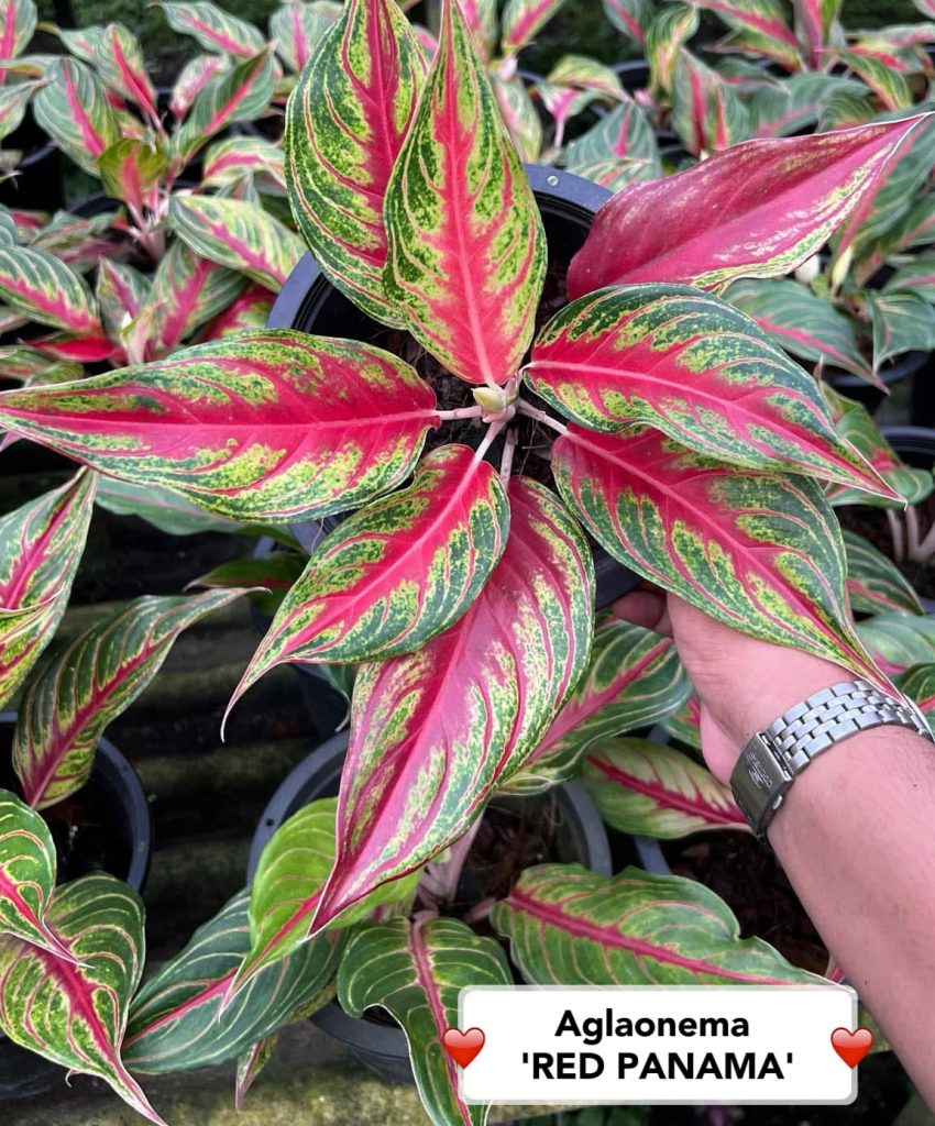 Aglaonema Red Panama (5" Pot) | Vibrant Houseplant | Greenboog