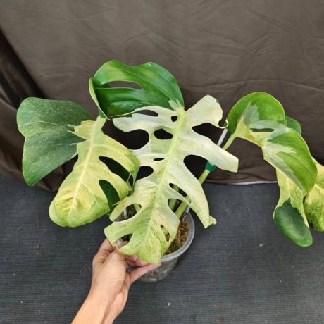 How to Grow Monstera Thai Constellation in 5 Easy Steps