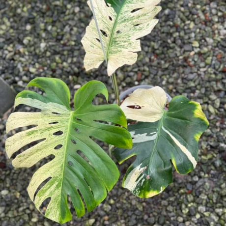 Discover the Fascinating World of Rhaphidophora Varieties