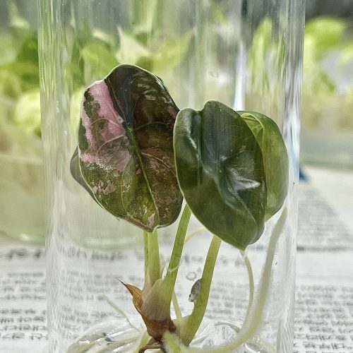 Tissue Culture Aroid Plants for Sale | Rare & Exotic Varieties | Greenboog