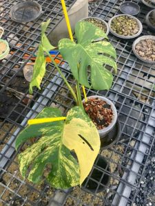 Monstera Deliciosa Pom Pom | Deli Lemon Pom Pom 6" pot | Greenboog