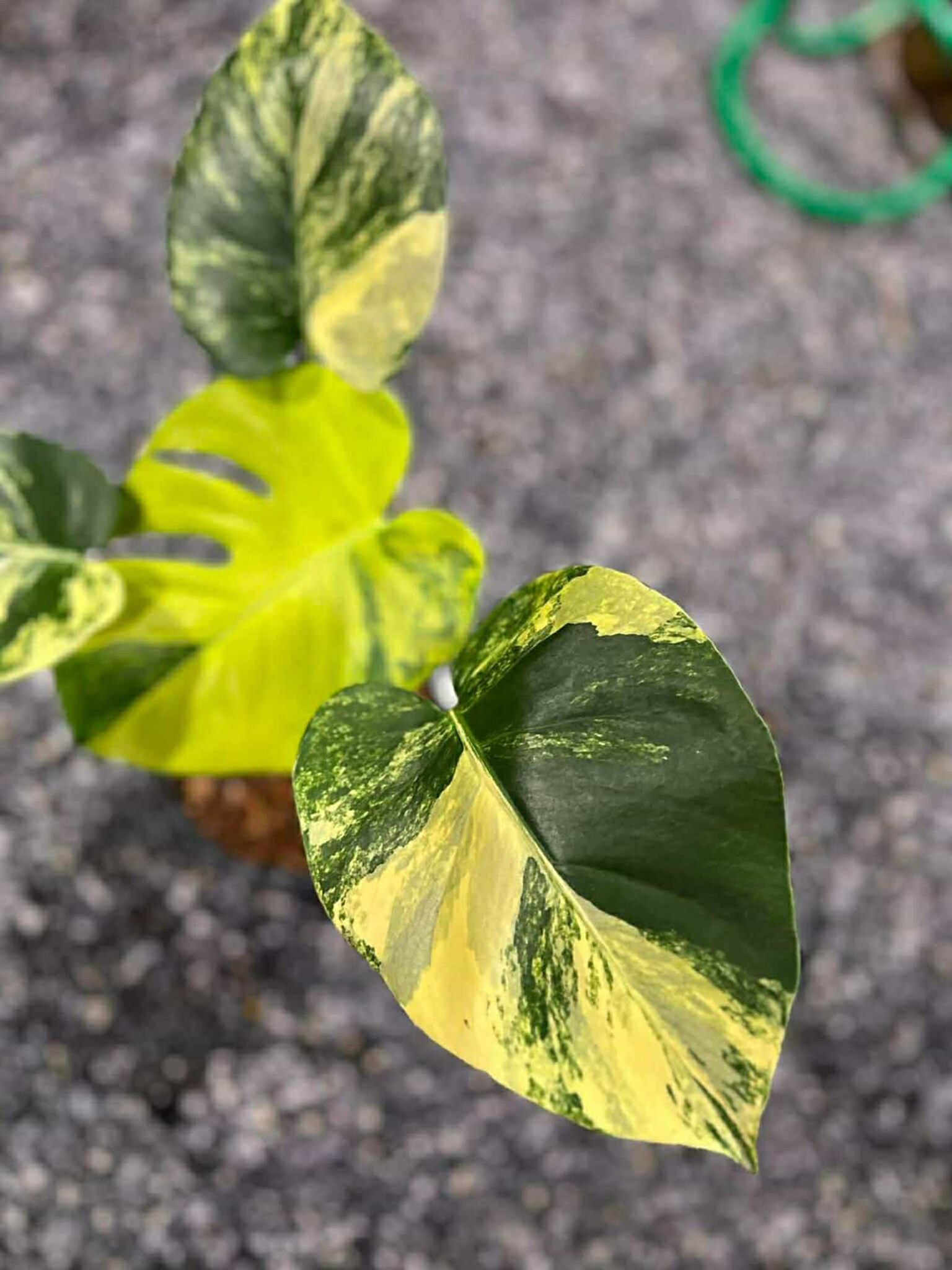 Monstera Deliciosa Pom Pom | Deli Lemon Pom Pom 6" pot | Greenboog
