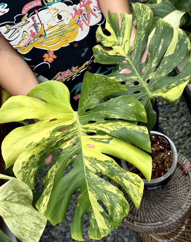 Monstera Deliciosa Pom Pom | Deli Lemon Pom Pom 6" pot | Greenboog